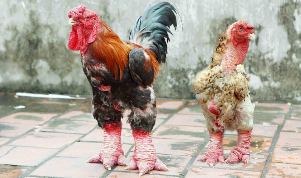 Buy Dong Tao Chicken For Sale ( Premium Quality Breeds ) - EASY CARE FARM
